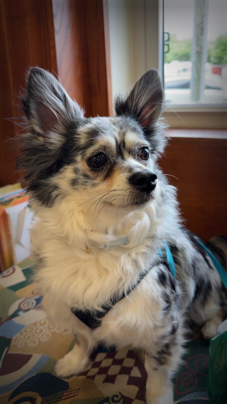 Learning Love from our Four-legged Friends – maggiemarcum