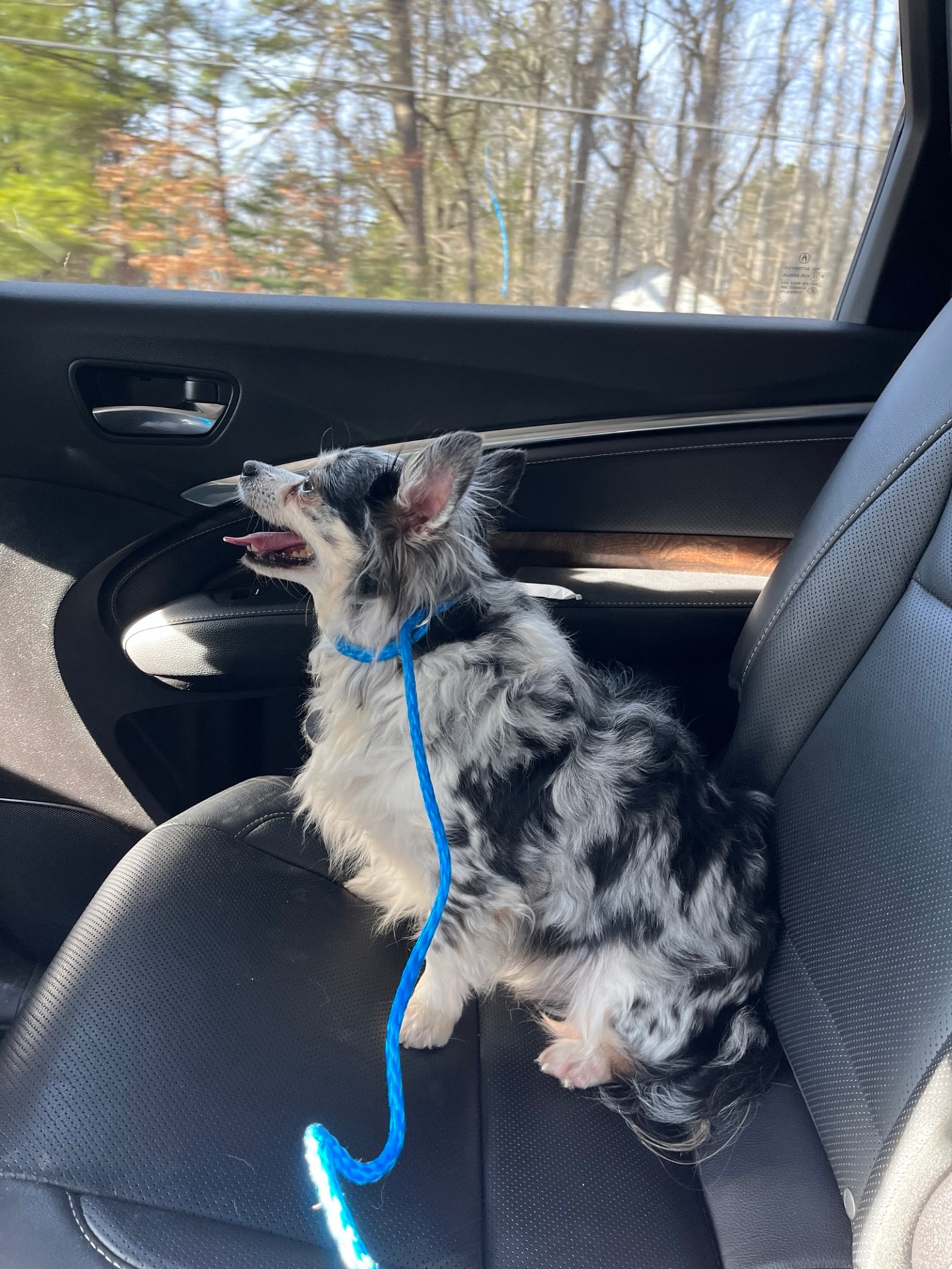 Learning Love from our Four-legged Friends – maggiemarcum