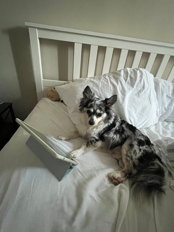More Learning From Loving our Four-legged Friends – maggiemarcum
